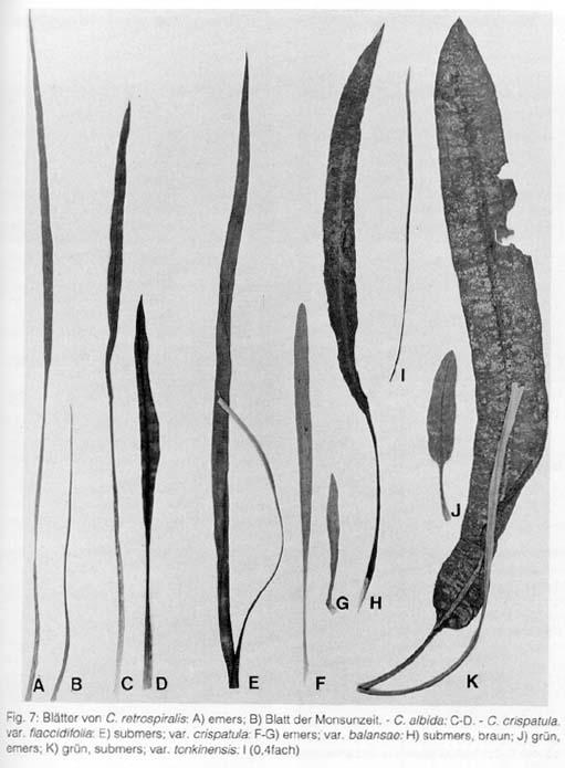 The Crypts pages~ by Jan D. Bastmeijer