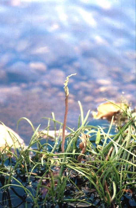 The Crypts pages~ by Jan D. Bastmeijer
